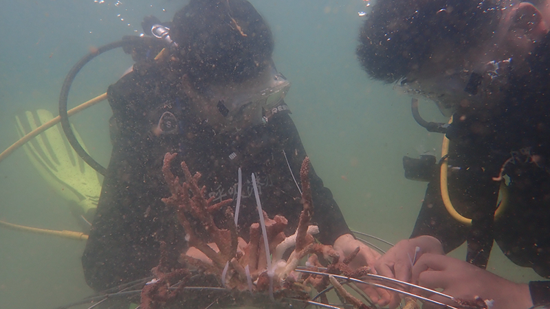 The team saving China's coral reef-China Story